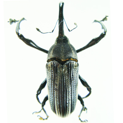 Insect - Alcidodes species - Puncak - 20mm ....!! | eBay