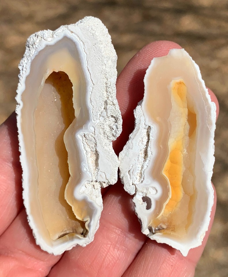 AGATIZED CORAL FOSSIL Chalcedony Fossilized Mineral Reef Ocean Specimen ...