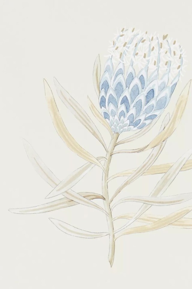 1 Roll Sanderson Protea Flower Wallpaper, DART216327 Batch AA6 | eBay UK