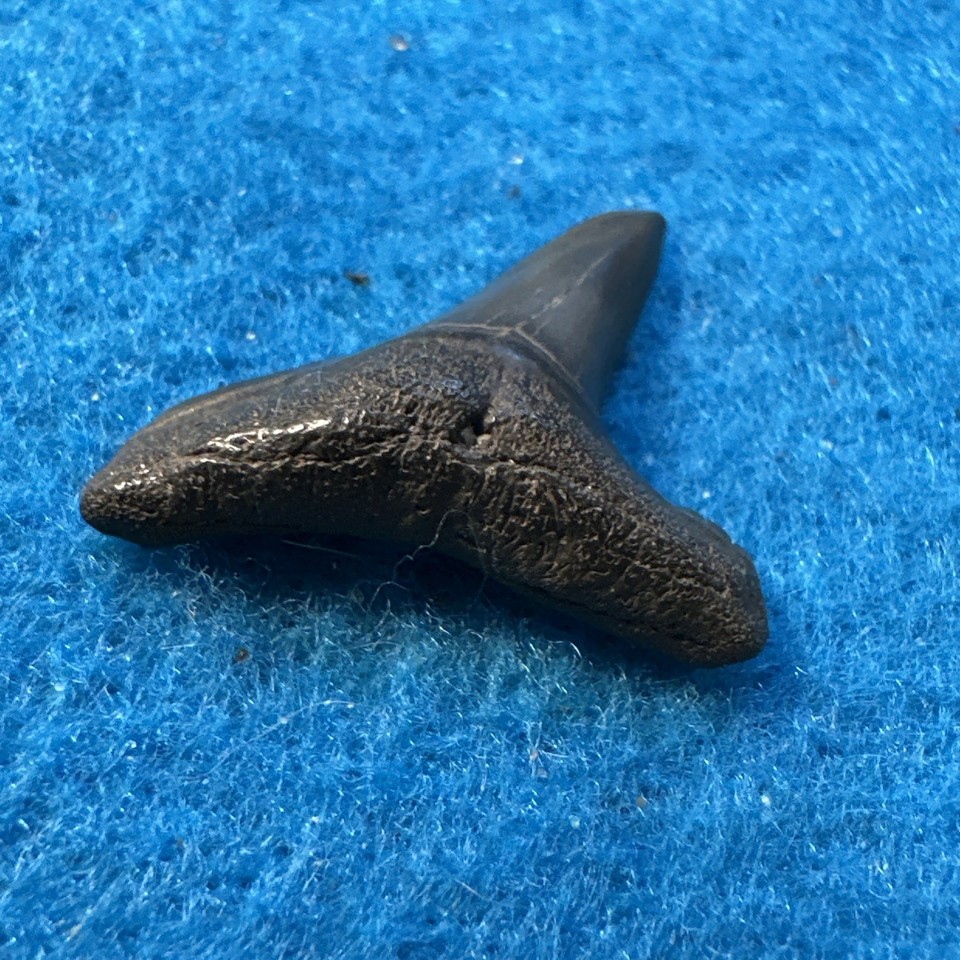 Lemon Shark Tooth Fossil in a Great Display Case | eBay