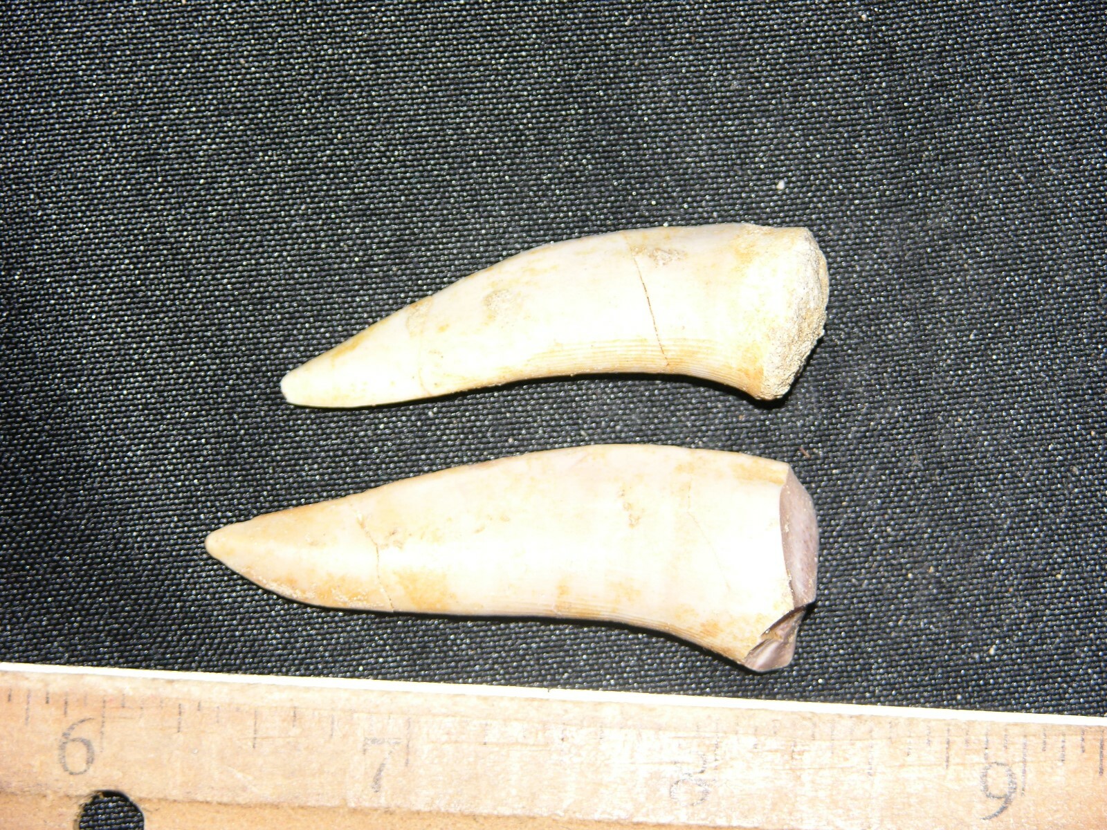 Saber tooth Herring fossil teeth Enchodus Cretaceous (lot of 2) T150 | eBay