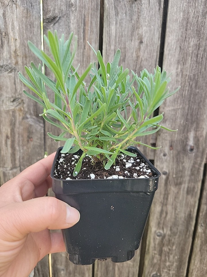 Lavender Super Blue Live Plant | 4 inch pot Lavandula ANGUSTIFOLIA ...