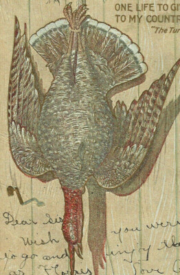 Humorous Thanksgiving Postcard-Dead Turkey/Dead Bird-Nathan Hale | eBay