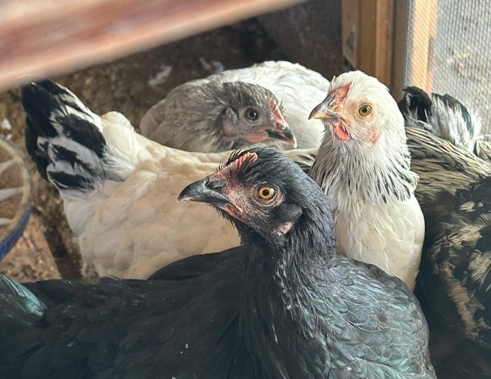 12 Hatching Eggs - English orpington, Polish, Cochin… | eBay