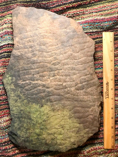 UNIQUE RIPPLE ROCK WORM TRAIL FOSSIL found along Dinosaur tracks ...