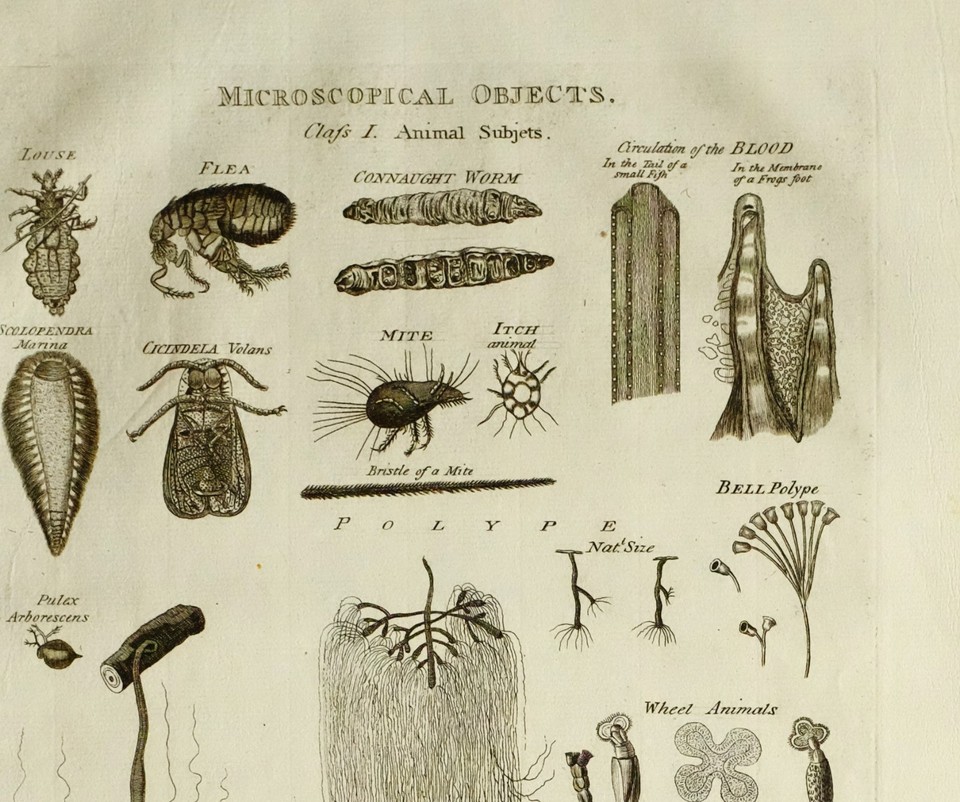 1783 ANTIQUE PRINT MICROSCOPICAL OBJECTS FLEA POLYPE PROBOSCIS ...