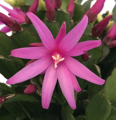 Pink Easter Cactus - Rhipsalidopsis - 4" Pot | eBay