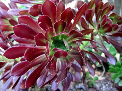 PURPLE AEONIUM FIRE CRACKERS SUCCULENT FRESH CUTTINGS | eBay