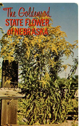 Goldenrod, State Flower of Nebraska in 1895 Postcard | eBay