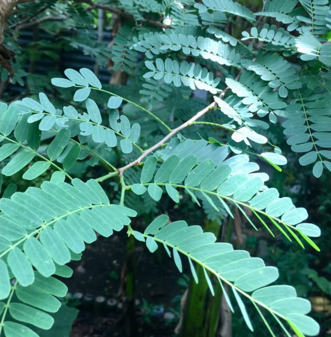 Tamarind Tree Leaves