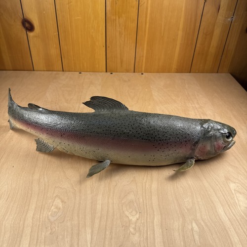Vintage Taxidermy Real Fish Huge Rainbow Trout 21"! | eBay