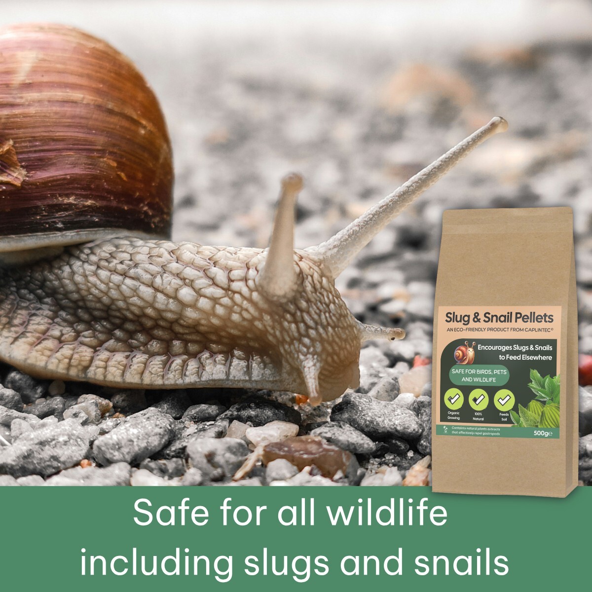 Slug & Snail Pellets. Natural. Wildlife Friendly. 500g. Suitable ...