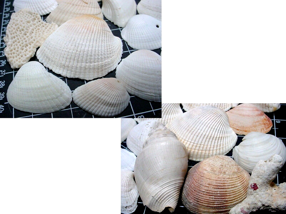 SEA WORN FLORIDA SHELLS FOR CRAFTS ART ASSEMBLAGE ALTERED ART ETC | eBay