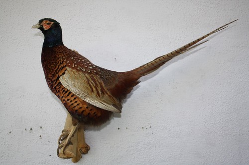 Tierpräparat Fasan, Hahn, Fasanenhahn, Jagdfasan, Jagd, Trophäe, Deko ...