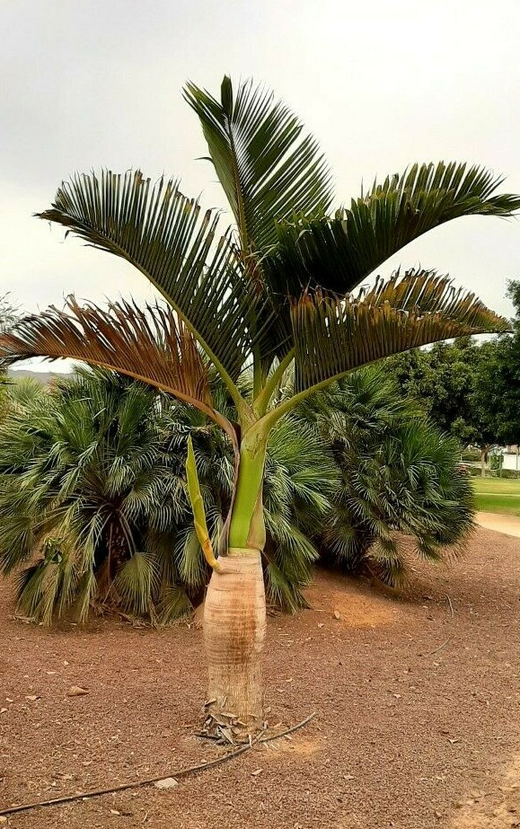 semillas PALMERA BOTELLA hyophorbe- lagenicaulis 10 Semillas seeds | eBay