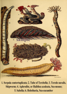 serpula Sabella Teredo navalis Sea mouse sea shore wall art deco gift ...