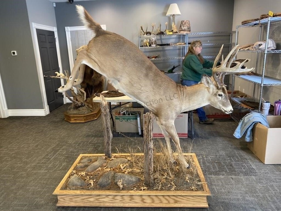 Full Body Whitetail Deer Mount | eBay