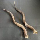 African Kudu Antelope Horn Pair Extra Large | eBay