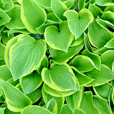 20 ELLERBROEK HOSTA SEEDS - Hosta “Ellerbroek” | eBay