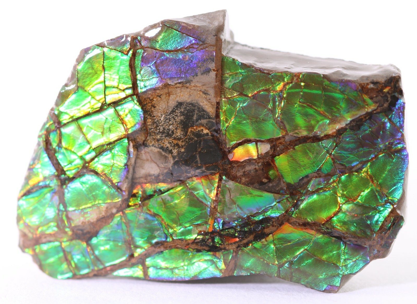 Ammolite Placenticeras Korite Mine Bearpaw Form. Alberta Canada COA ...