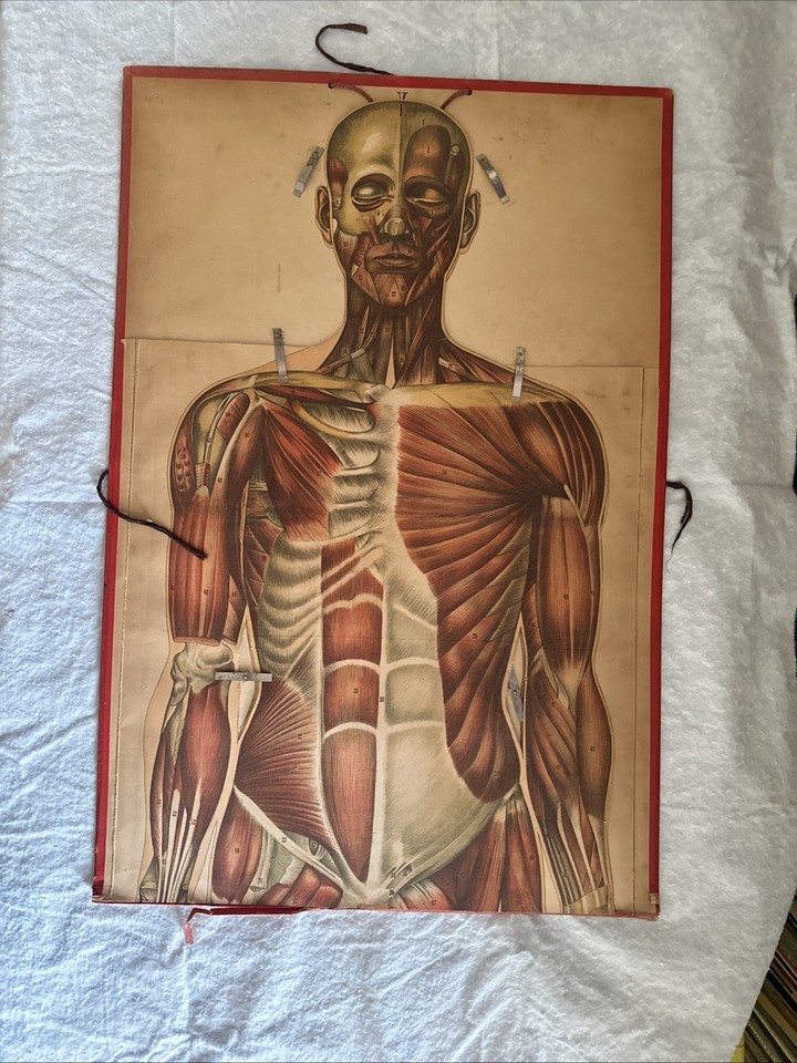 anatomical manikin mannequin portfolio skeleton muscles body Thermo ...