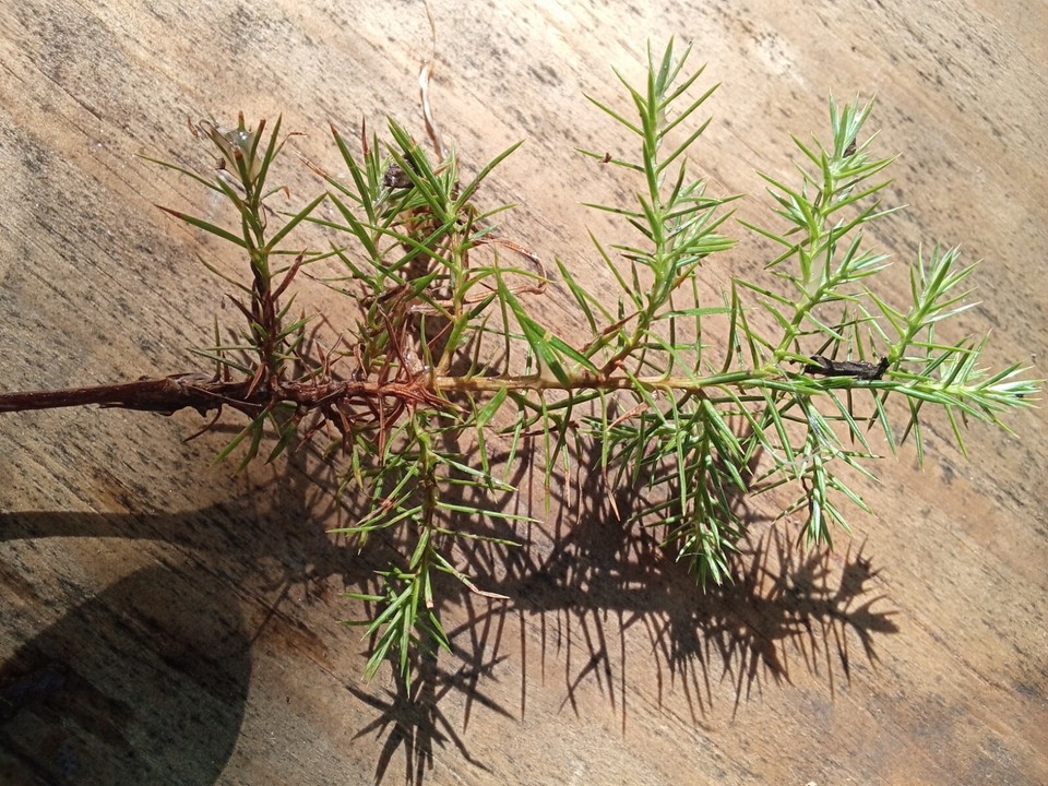 (10) Eastern Red Cedar Seedlings 4"-6" | eBay