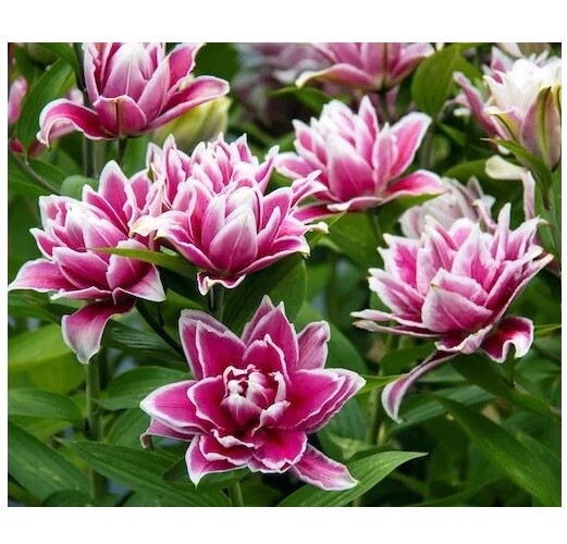 SAMANTHA ROSE LILY FLOWER BULBS HARDY 2 FT. TALL FRAGRANT BLOOMS DOUBLE ...