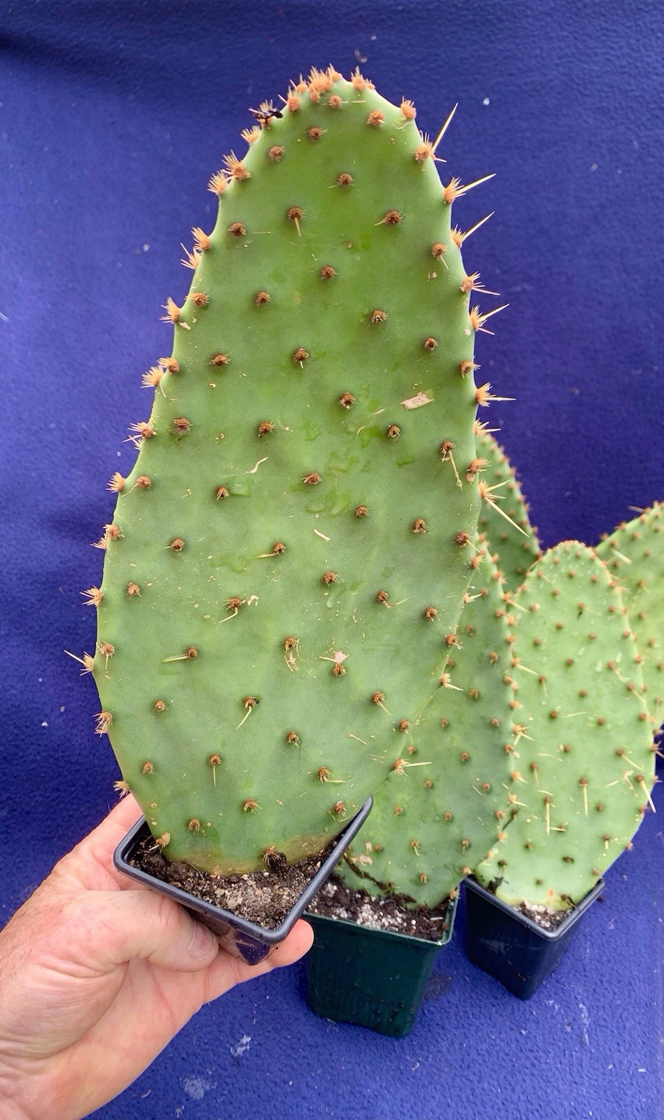 Winter Hardy Opuntia Engelmannii - linguiformis- Approx 24-29cm Tall ...