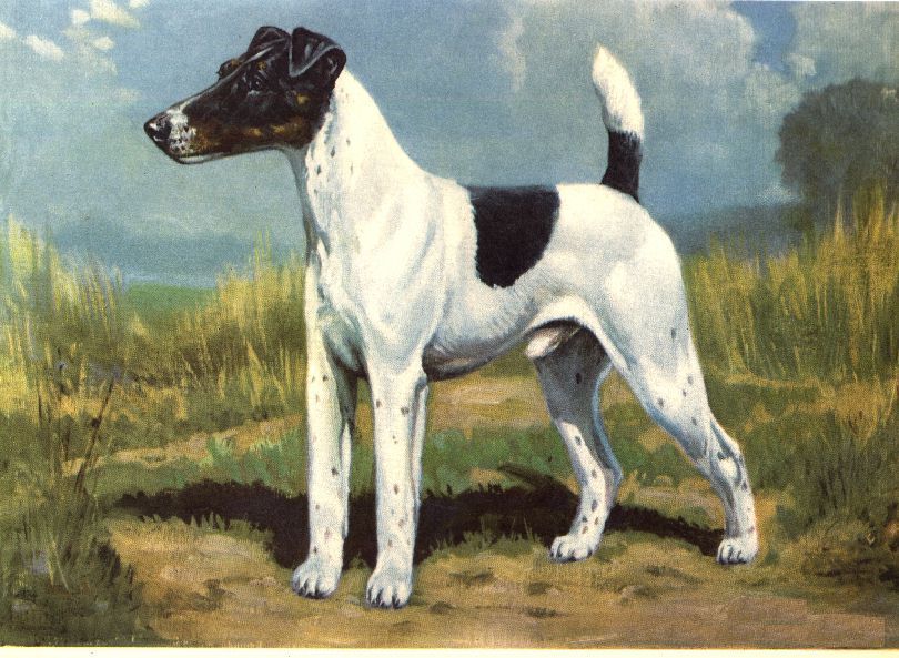 Smooth Fox Terrier - CUSTOM MATTED - Dog Art Print - Megargee | eBay
