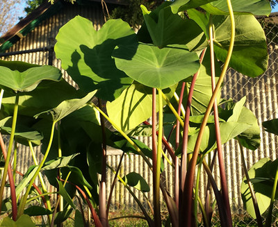 TARO - Fijian Purple-Green - the Most Delicious Variety from Fiji ...
