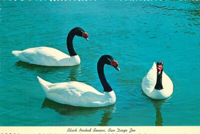 Postcard San Diego, California Zoo - Black Necked Swan | eBay