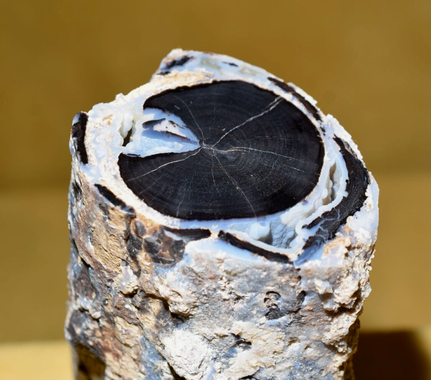 Two Faces Polished Petrified Agatized Wood Tree Trunk W Branch 3Lbs ...