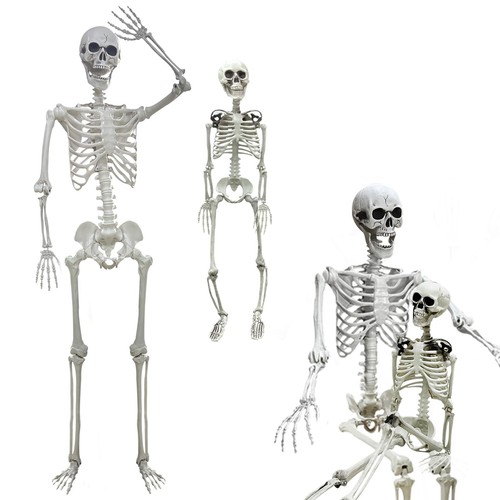 Poseable Skeleton, Adult & Child Skeletons, Plastic Human Bones with ...