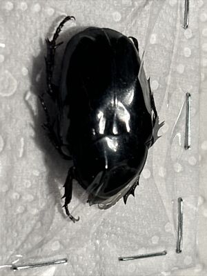 Diplognatha gagates silicea CETONIIDAE Tanzania | eBay