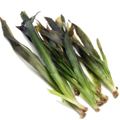 Vallisneria Gigantea GIANT VALLIS Live Aquarium Plant Tropical Fish ...