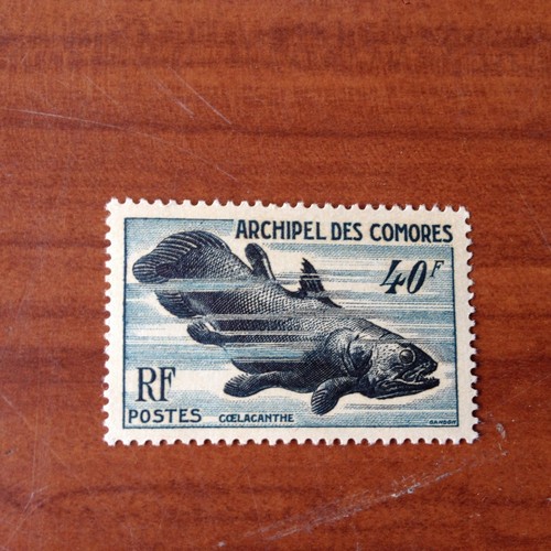 Comoros 13 ** MNH Coelacanth In 1954 | eBay