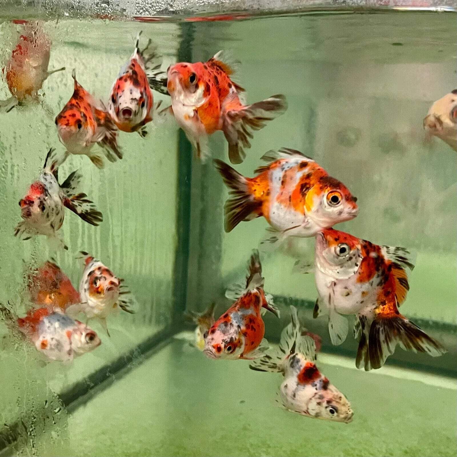 5-Pack Calico Fantail Goldfish 2.5” – Live Fancy Freshwater Fish for ...