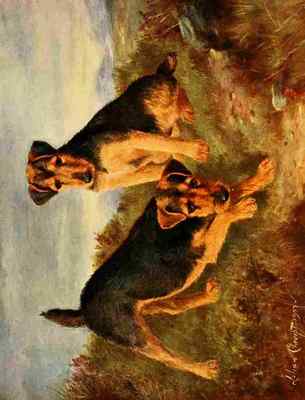 A4 Photo Cheviot Lilian 1884 1932 New Book Dog 1911 Welsh Terriers ...
