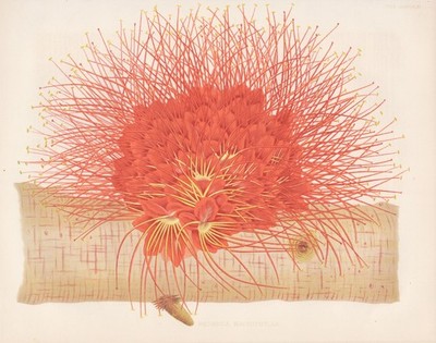 Brownea Macrophylla Nueva Granada Flor Botánica Robinson Litho | eBay