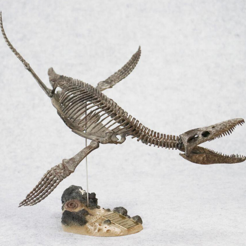 Dinosaur Pliosaurus funkei Fossil Statue 1/20 Model 16ins Collectible ...