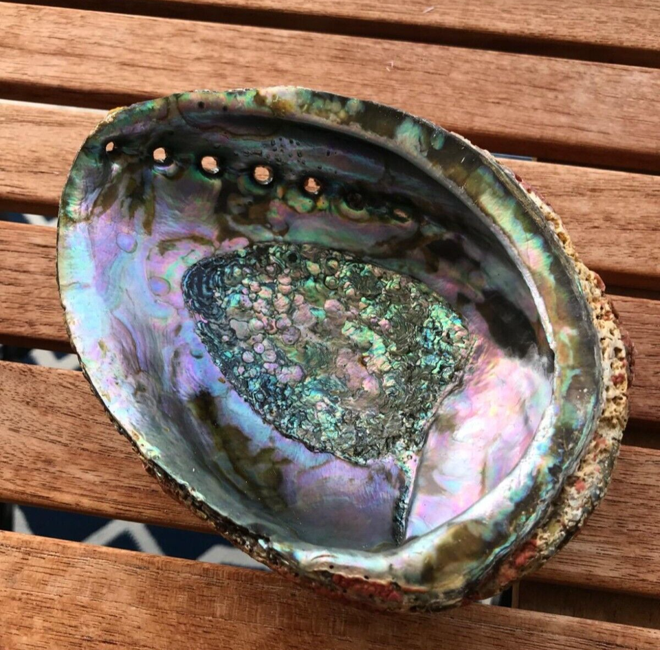 Large Abalone Shell Natural Paua Rainbow LG Sea Green Blue Shell Beach ...