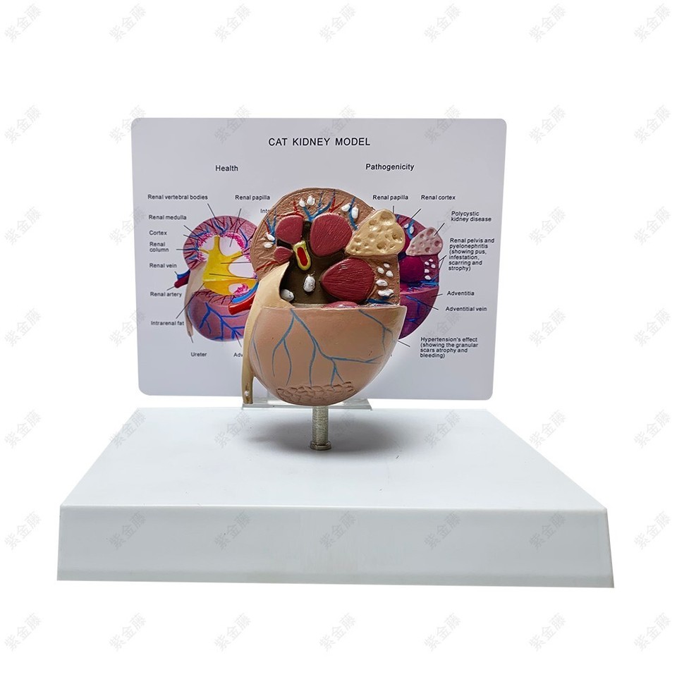 Dog feline pet Medical kidney abnormal model organ animal vet anatomy ...