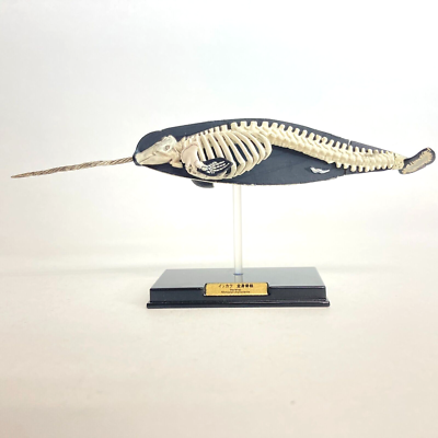 Narwhal Skeleton Diagram