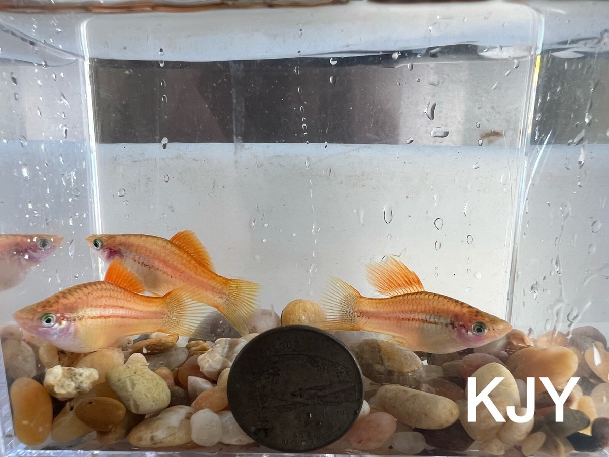 Pineapple Swordtail Fish