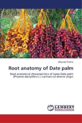 Ghyaoor Fatima Root anatomy of Date palm (Poche) | eBay