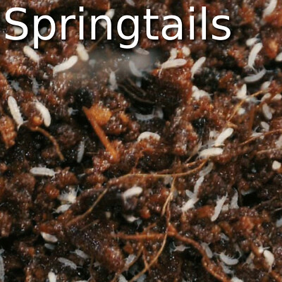 Springtails Culture Tropical Temperate Bioactive Terrarium/Vivarium ...