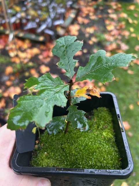 Oracle oak tree, Quercus, Oak, Garden, Bonsai med Rare | eBay UK