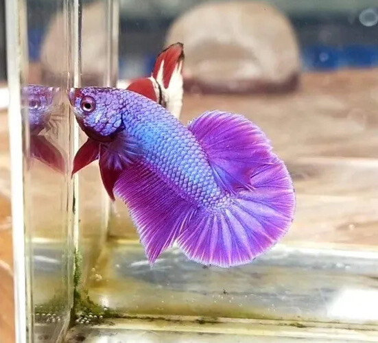 Blue And Purple Betta Fish