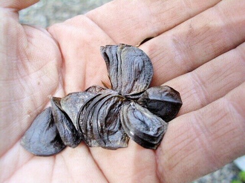 15 MINERVA AMARYLLIS SEEEDS - Hippeastrum | eBay