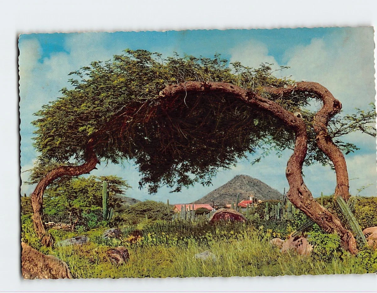 Divi Divi Tree Paintings